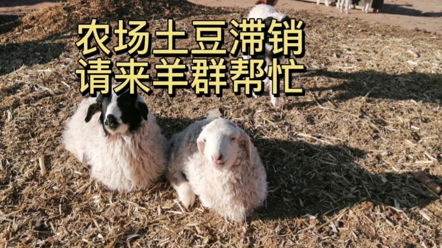 内蒙古农村数百吨土豆滞销,种植户焦急万分只能请一群羊帮忙吃完