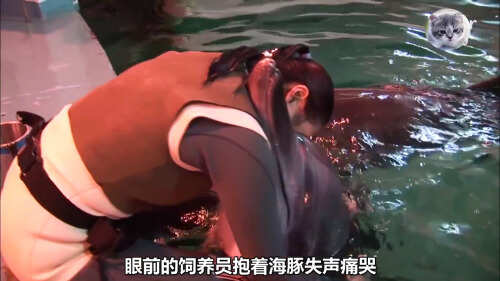 表演二十年的海豚即将重回大海,看到它回头那一刻,所有人哭了