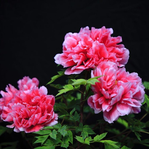 咖喱芋圆儿花开富贵儿 