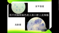细胞的结构和功能