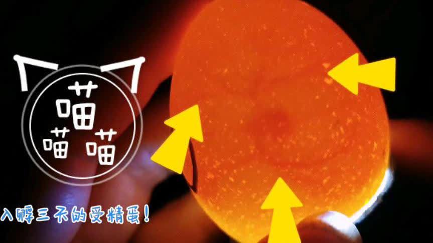 受精蛋的发育过程!