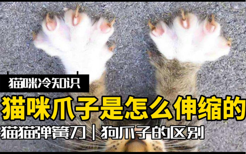 猫是怎么控制爪子伸缩工作的?附上猫咪正确剪指甲方式