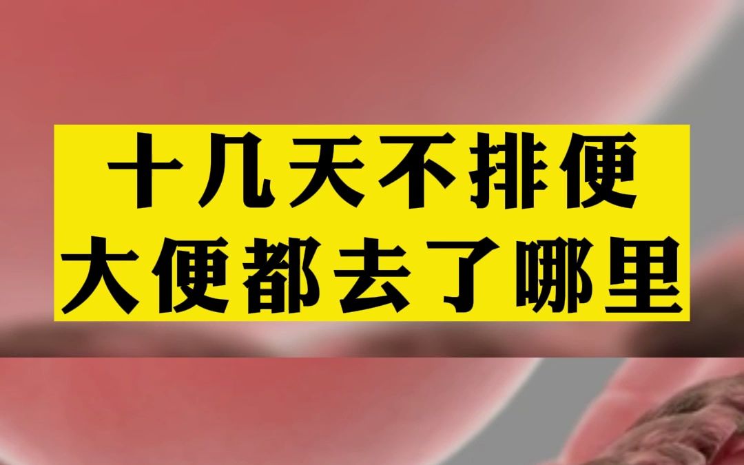 十几天不排便大便都去了哪里