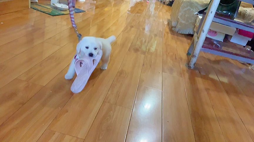 狗狗喜欢咬拖鞋,从小咬到大