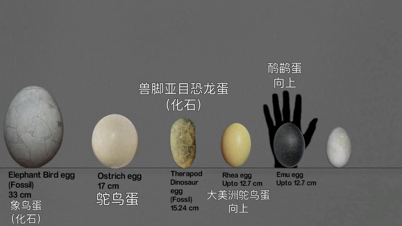 各种蛋的大小比较(中文字幕)