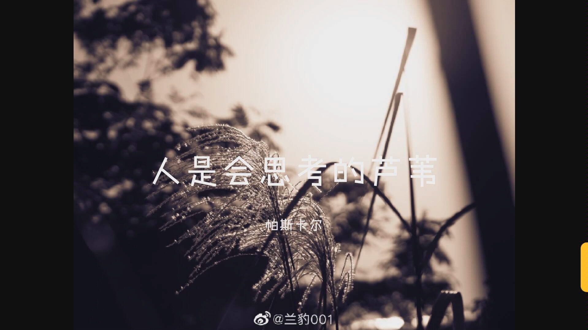 作文素材丨重读《人是会思考的芦苇》;“竹子”设计师贝津铭