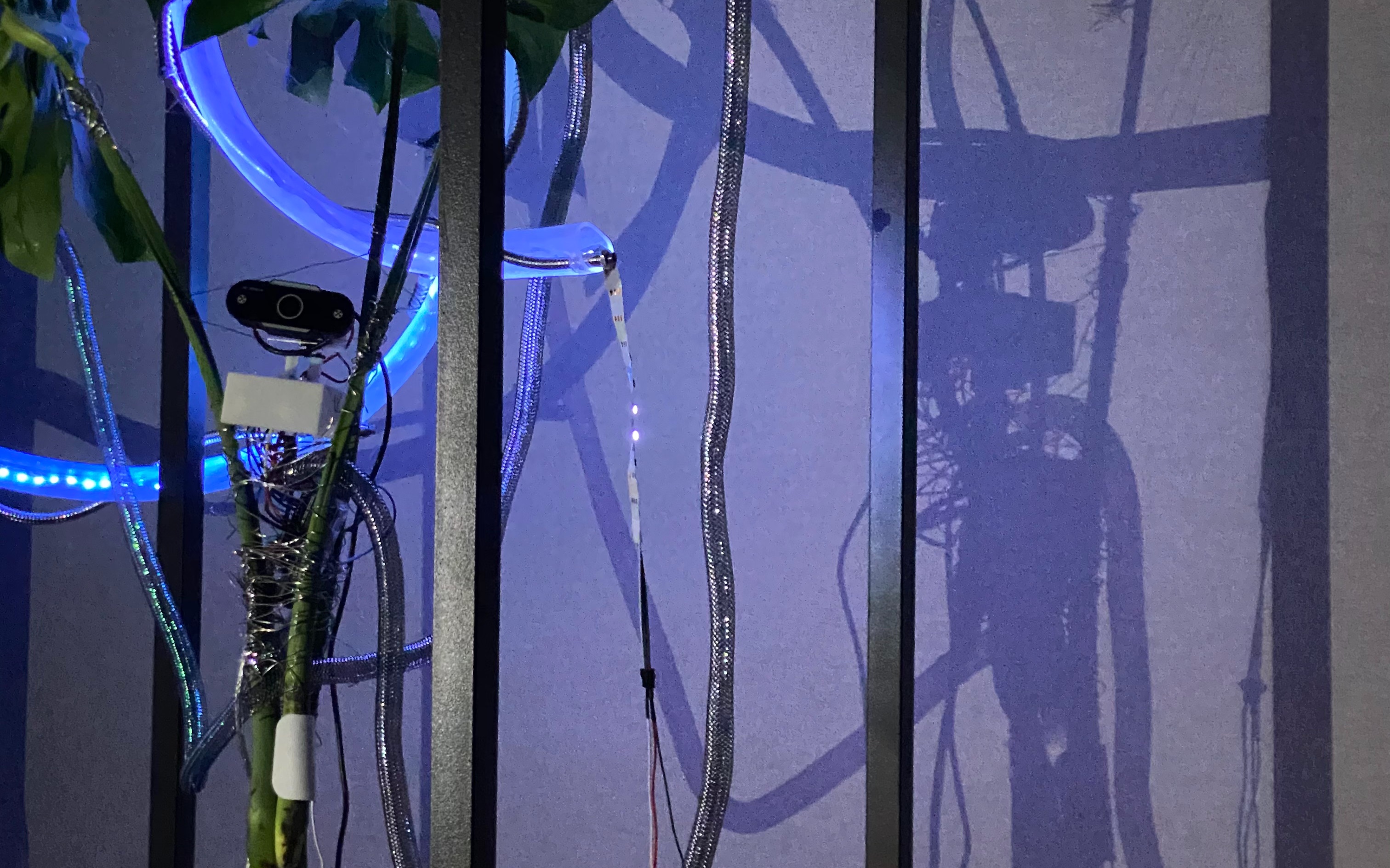 媒介感知《哨兵——植物智能与感知》