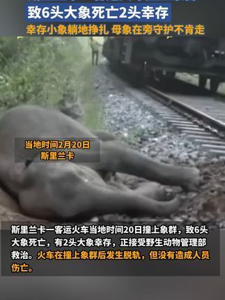 ...致6头大象死亡,有2头大象幸存,正接受野生动物管理部救治。火车在...