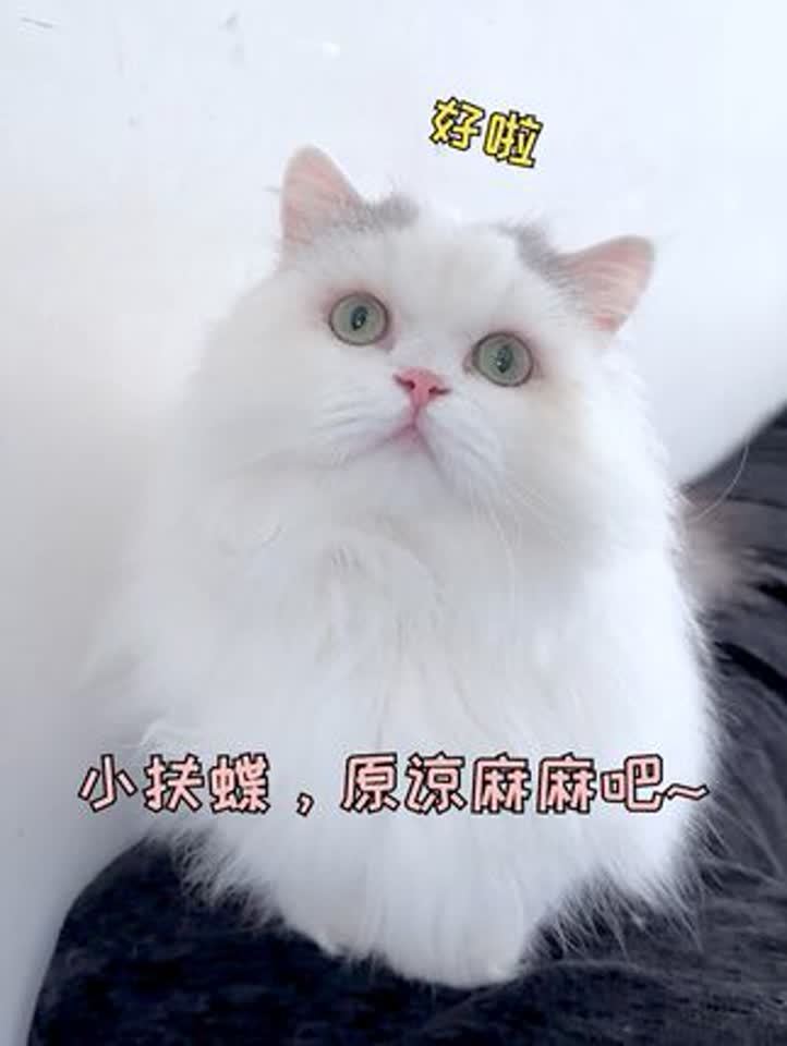 遇到流浪猫又不能带回家怎么办?萌宠