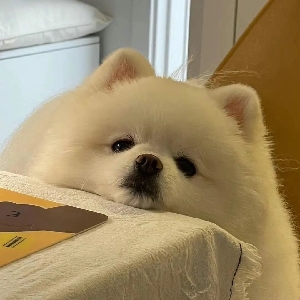 小刘不当咸鱼 