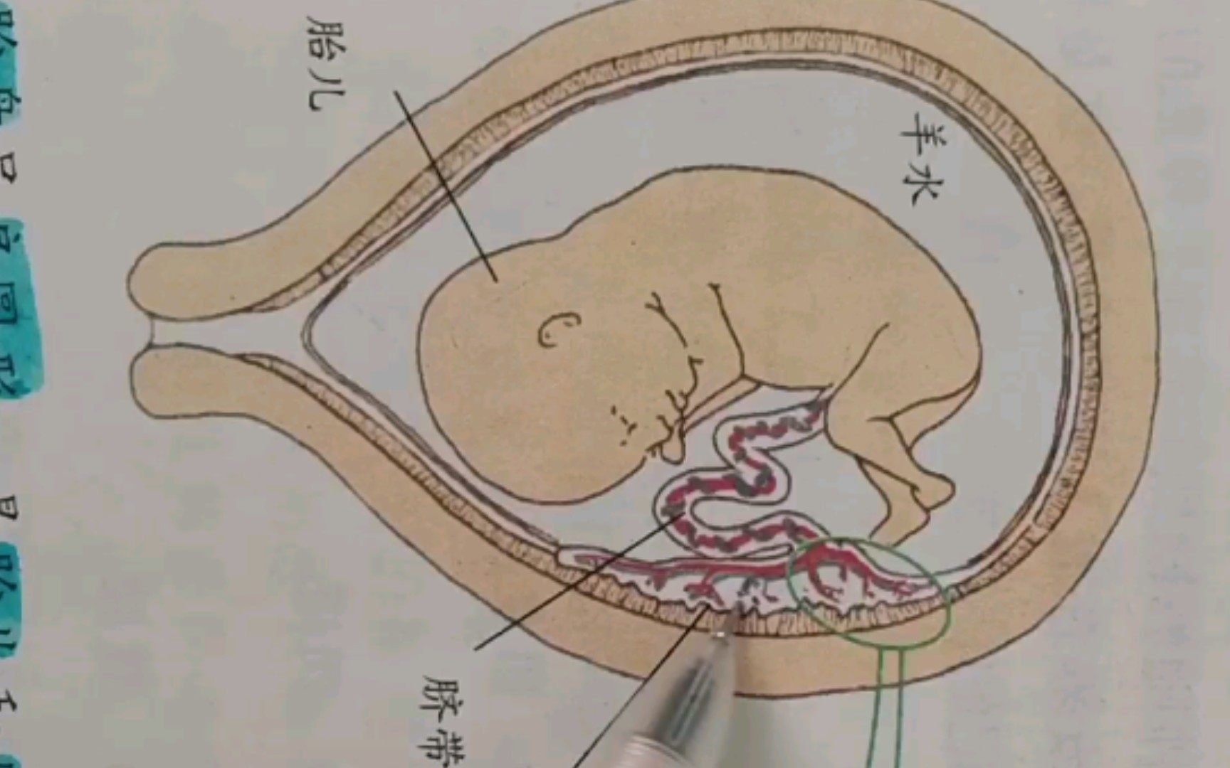 生殖系统 第一性征 分娩(人教版初中生物七年级下册 人的生殖)