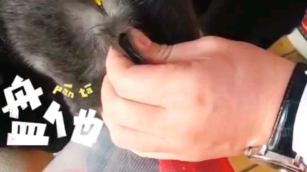 猫咪的皮下注射