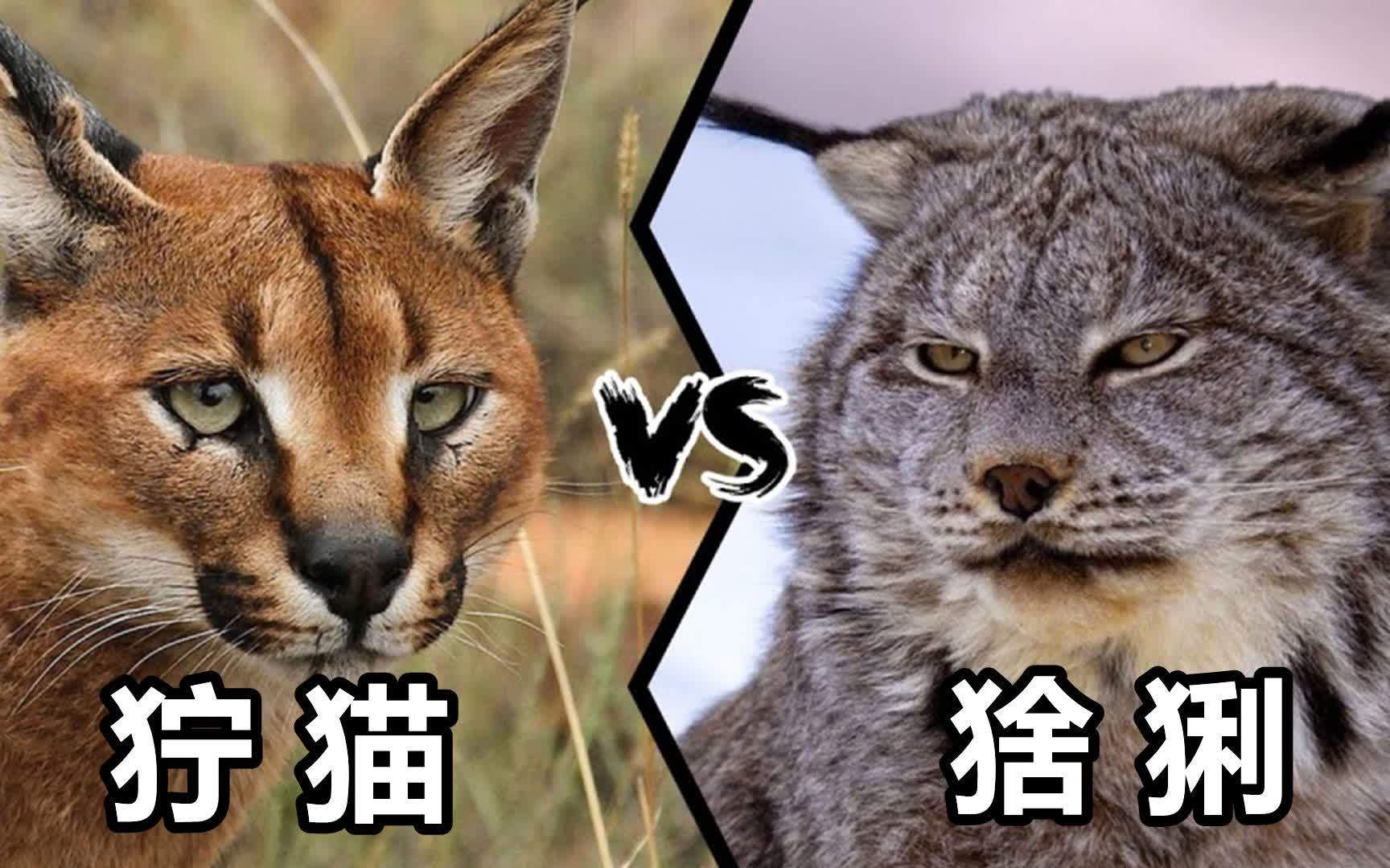 激战2游侠猞猁厉害吗