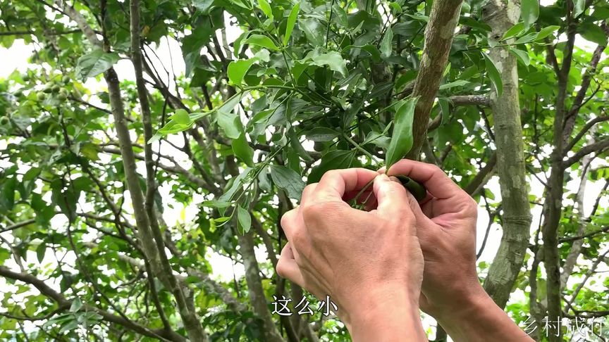 农村这种寄生木,卖200块钱一棵,你们家乡有吗?