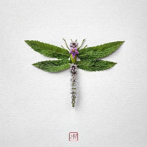 空吟白石烂 