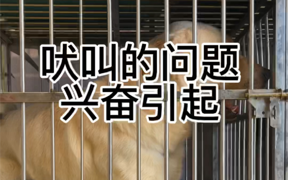 狗狗吠叫扰民解决方法 吠叫属于狗狗自我满足行为 找到根本原因 才能...