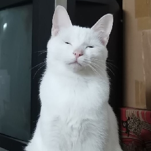 小呆呆iio 