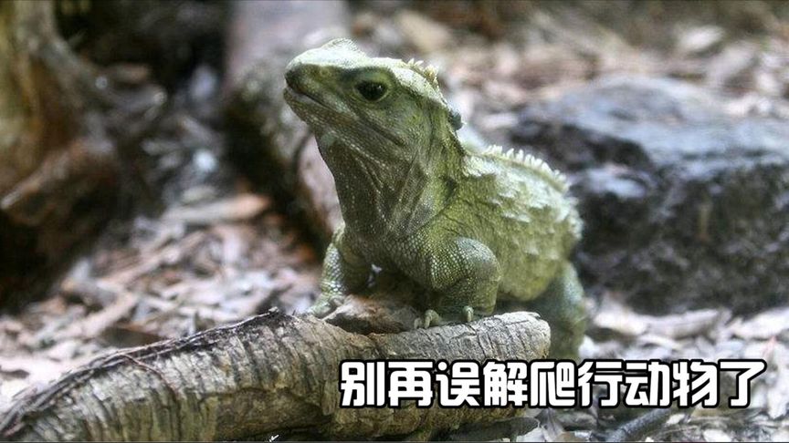 什么是爬行动物？别再误解爬行动物了，不是会爬的都叫爬行动物！