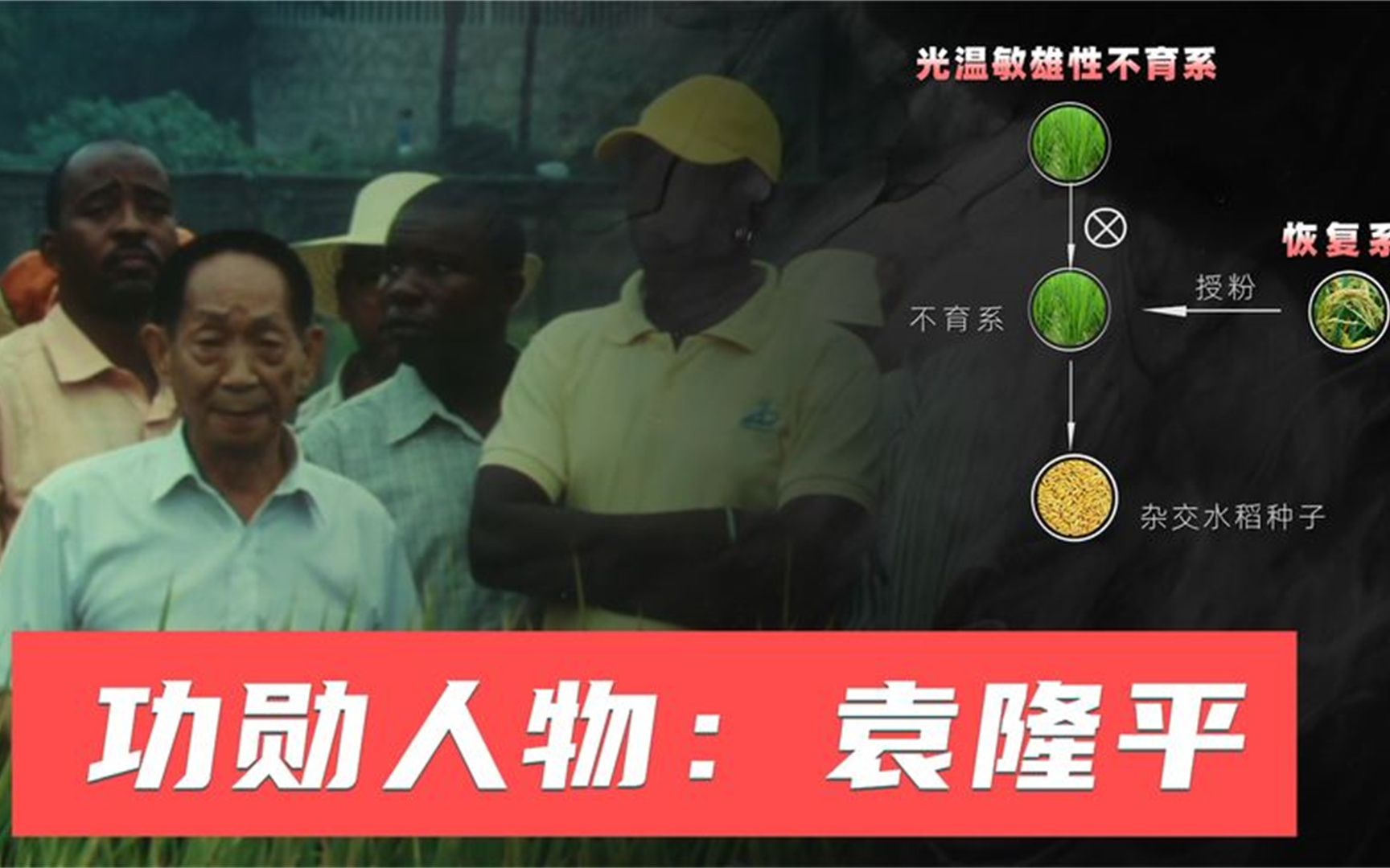 杂交水稻究竟难在哪里?竟让世界多国望而却步!杂交水稻原理详解