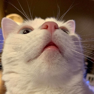 一条冷猫 