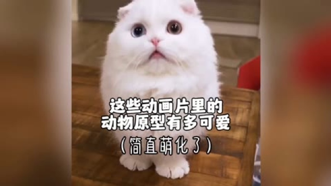这些动画片里的动物原型有多可爱,简直萌化了