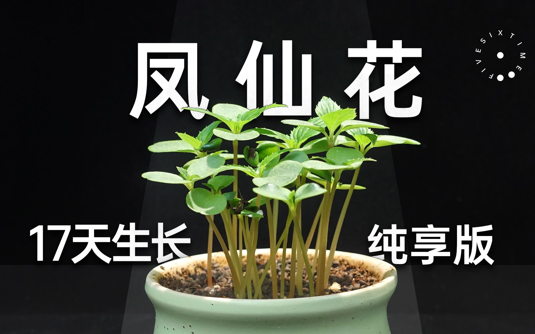 【时五六】超 级 治 愈 !我 拍 摄 了 17 天 的 凤 仙 花。纯享版延时摄影