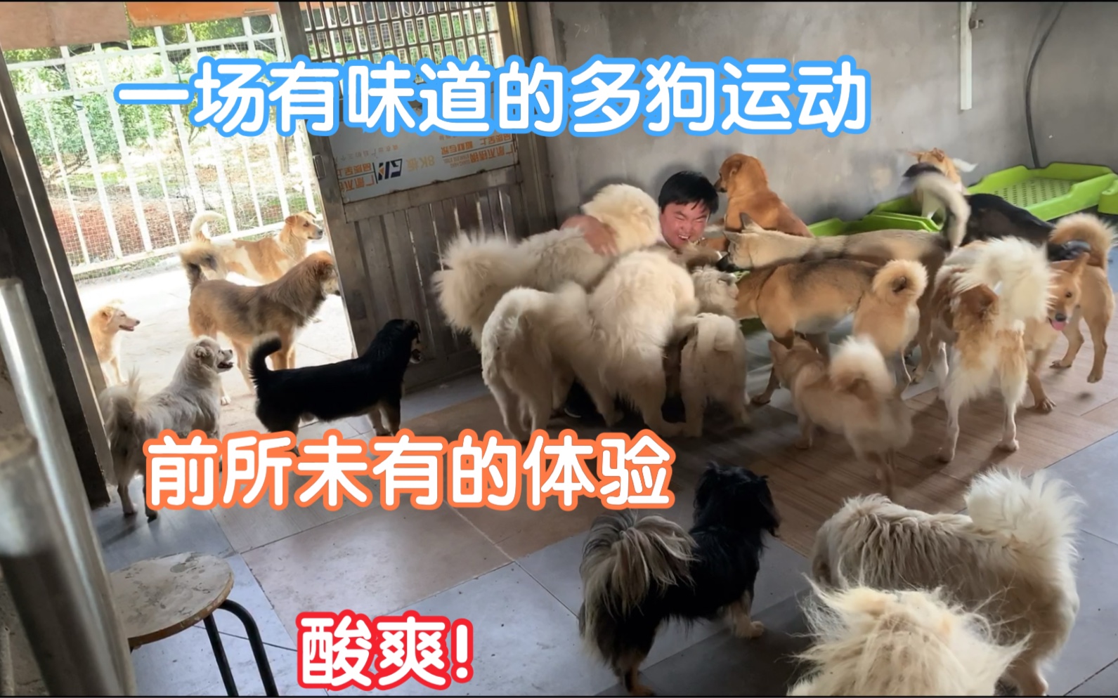 别人人多可以玩多人运动,我们狗多就搞多狗运动吧!