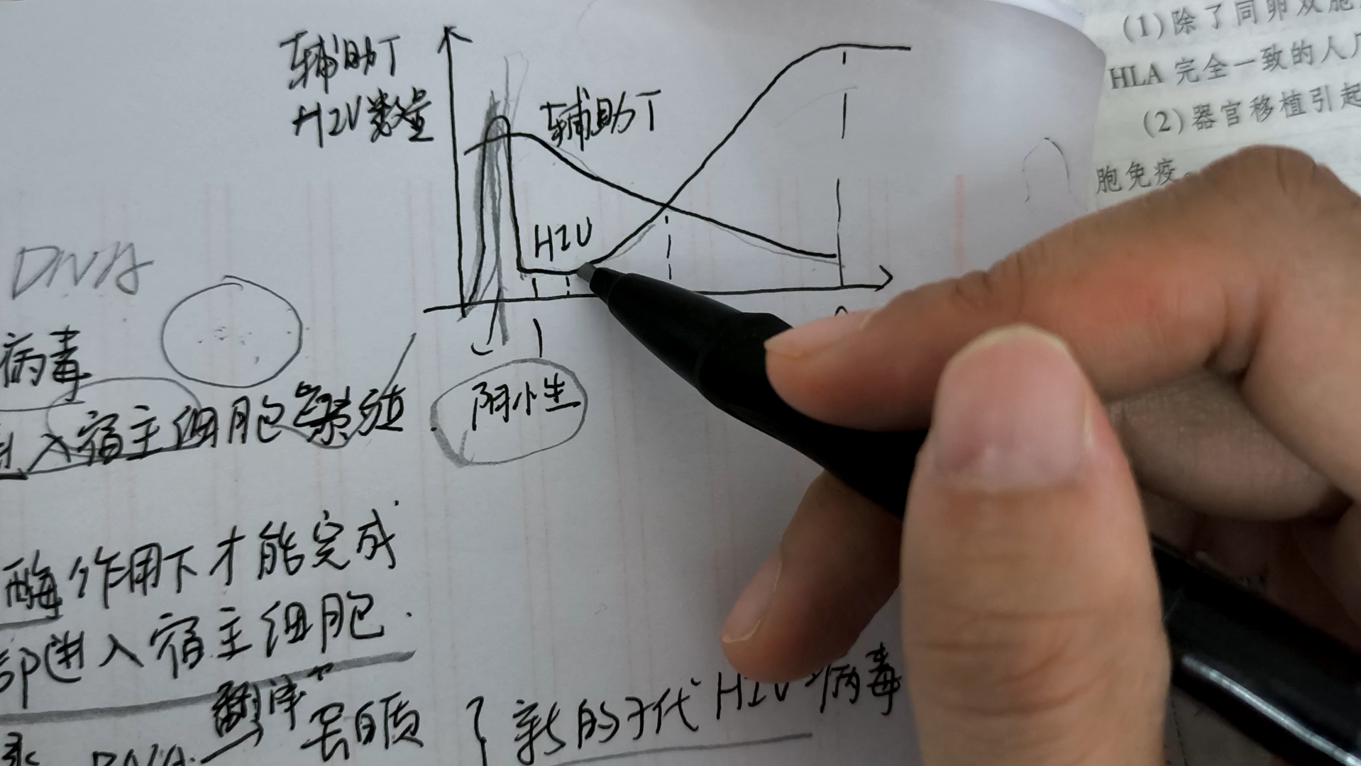 HIV 在体内的曲线变化 以及繁殖方式