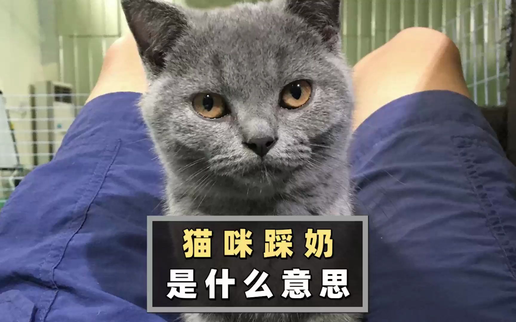 猫咪踩奶是什么意思?为什么要踩奶?你知道吗?