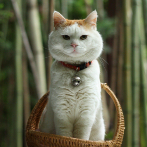 猫叔说电影1987 