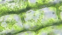 高中生物实验 第9集 观察黑藻中的叶绿体