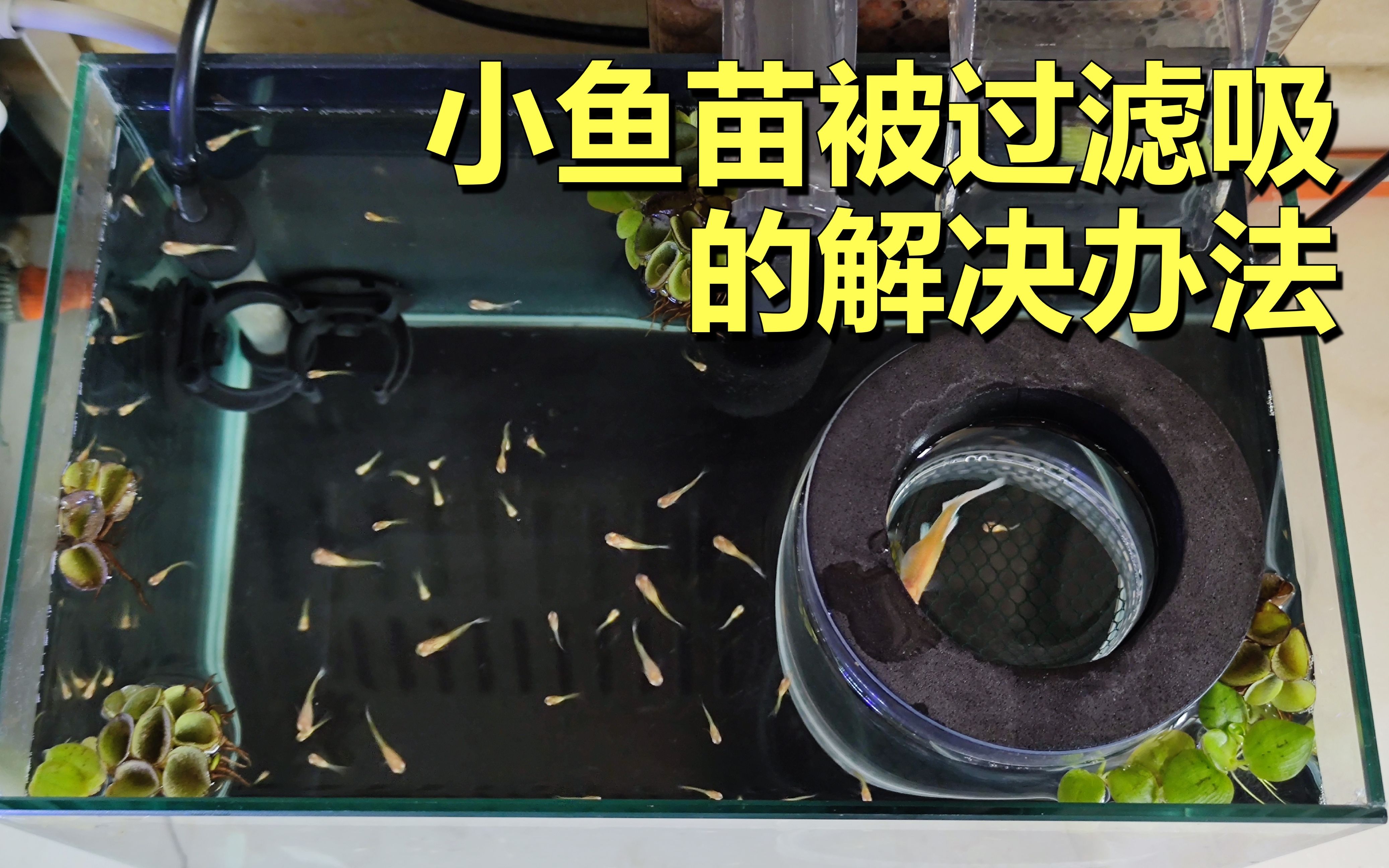 小鱼苗被过滤器吸怎么办?进水口保护套的使用方法