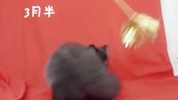 【笑笑猫舍】烟黑色波斯猫妹妹3