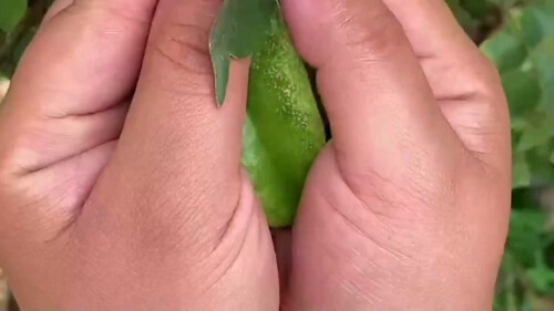 杨桃的生长过程，从小到大外观没有多少变化，但成熟的杨桃一定是黄的！