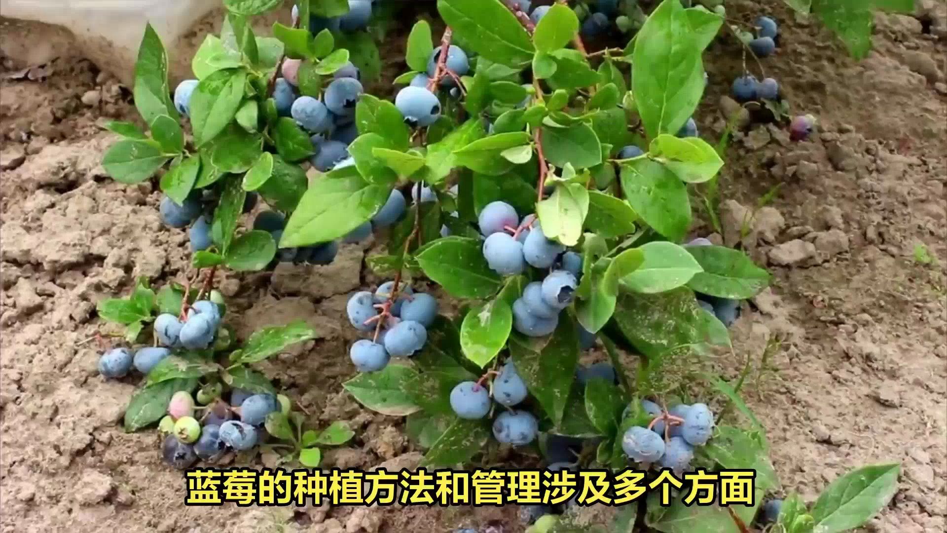 蓝莓种植技术全过程分享:蓝莓的种植方法及管理要点