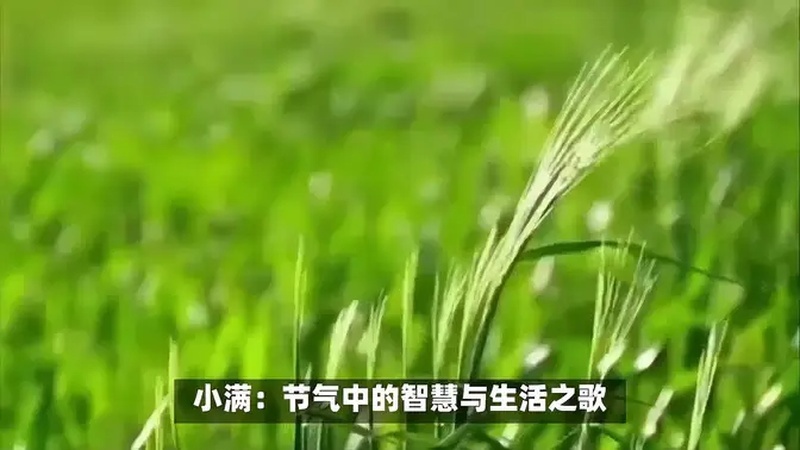 小满:这里的“满”,指的是雨水之盈,象征着大自然的丰沛与生机
