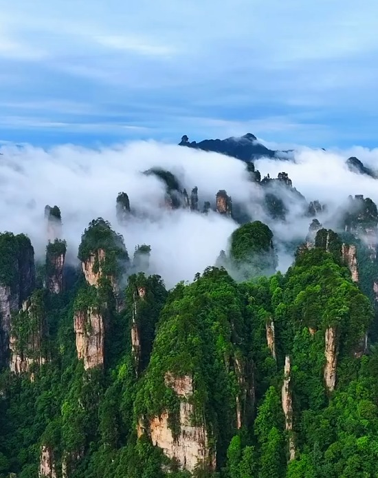 雨后初晴!张家界国家森林公园峰林云海美如画