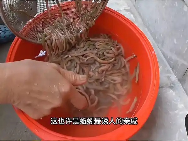长在稻田里的田蚯蚓,只需简单冲掉泥沙,趁鲜做成炒蛋,滋味鲜甜