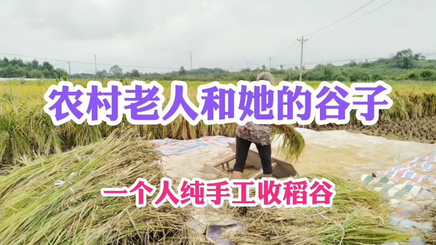 成都郊区稻香已满,农村老人纯手工收稻谷,这样的方式简单但累人
