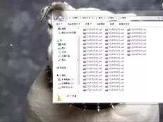 -会声会影X4第六课:用flash动画素材及提取swf动画