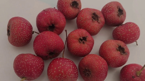 山楂吃对才健康!每天这个克数功效翻倍,吃错反伤身