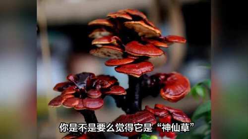 灵芝吃对才有效!这三个关键步骤很多人都做错了