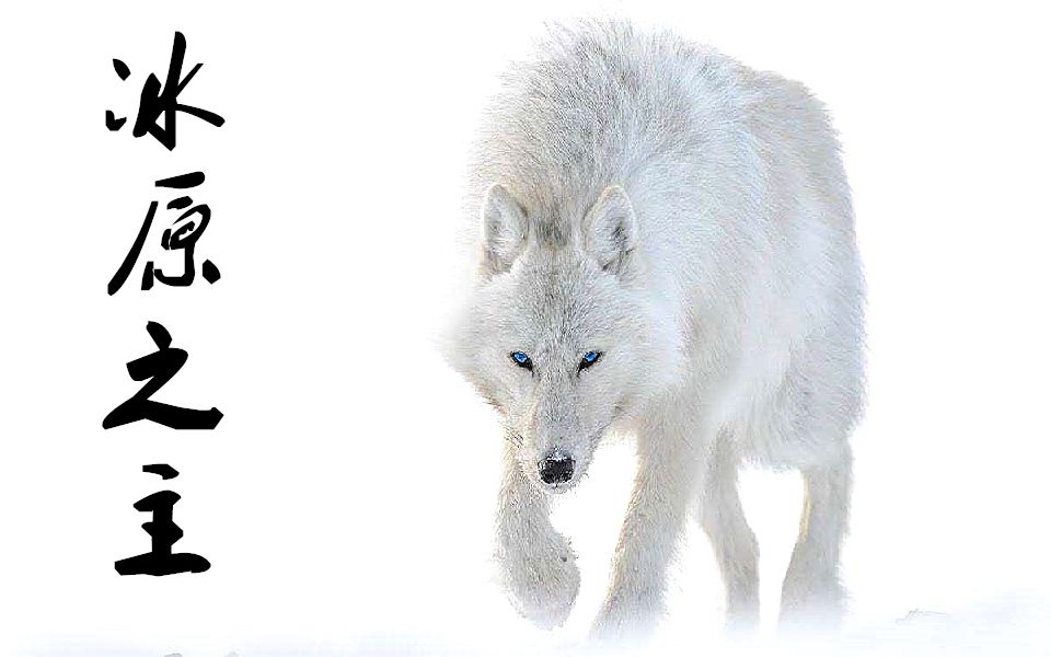 DND龙与地下城 怪物志 “冰原之主”冬狼 费伦冰风谷种族图鉴 多元...