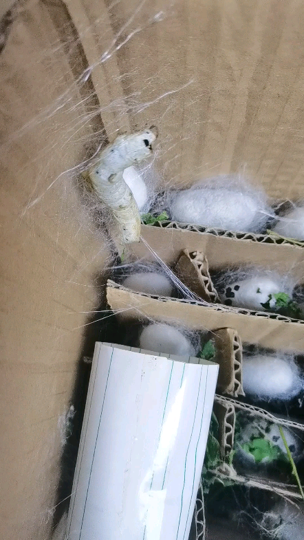 #蚕宝宝吐丝#蚕宝宝蚕茧大家都是怎么处