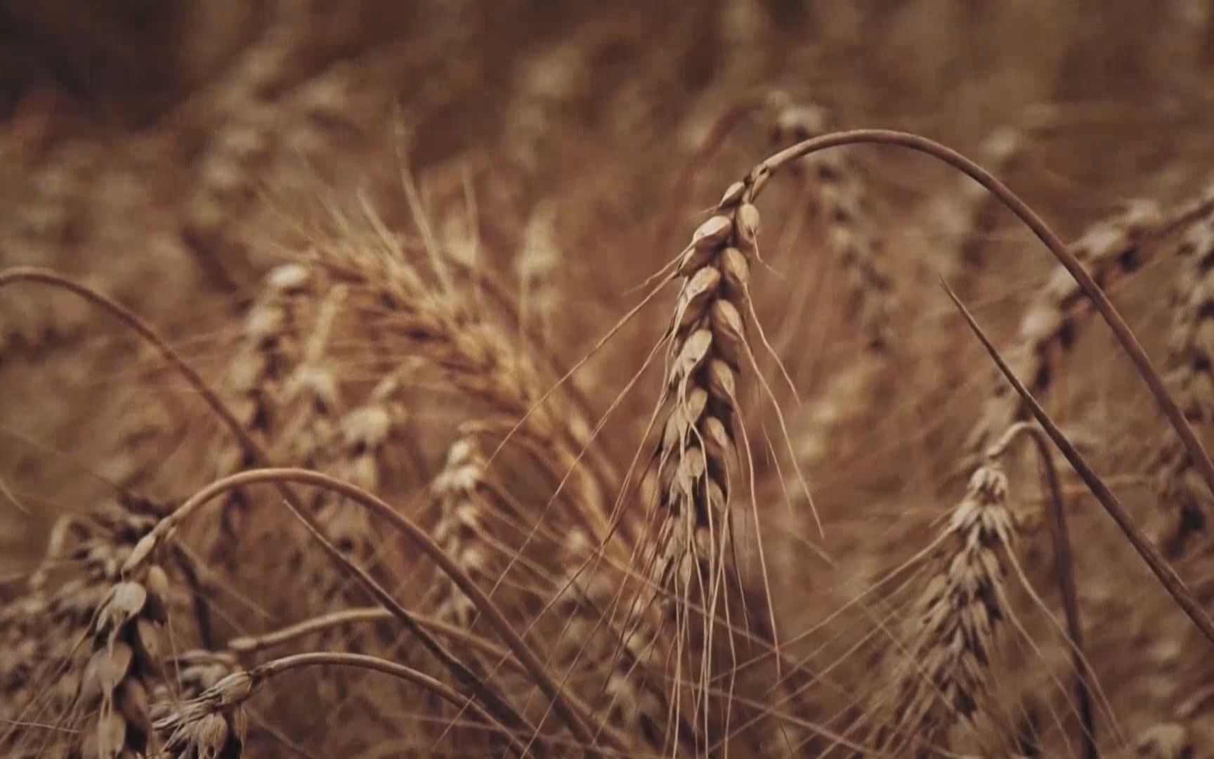 乌克兰粮食出口问题四方会谈举行 各方同意成立协调中心