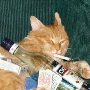 优狐离子 