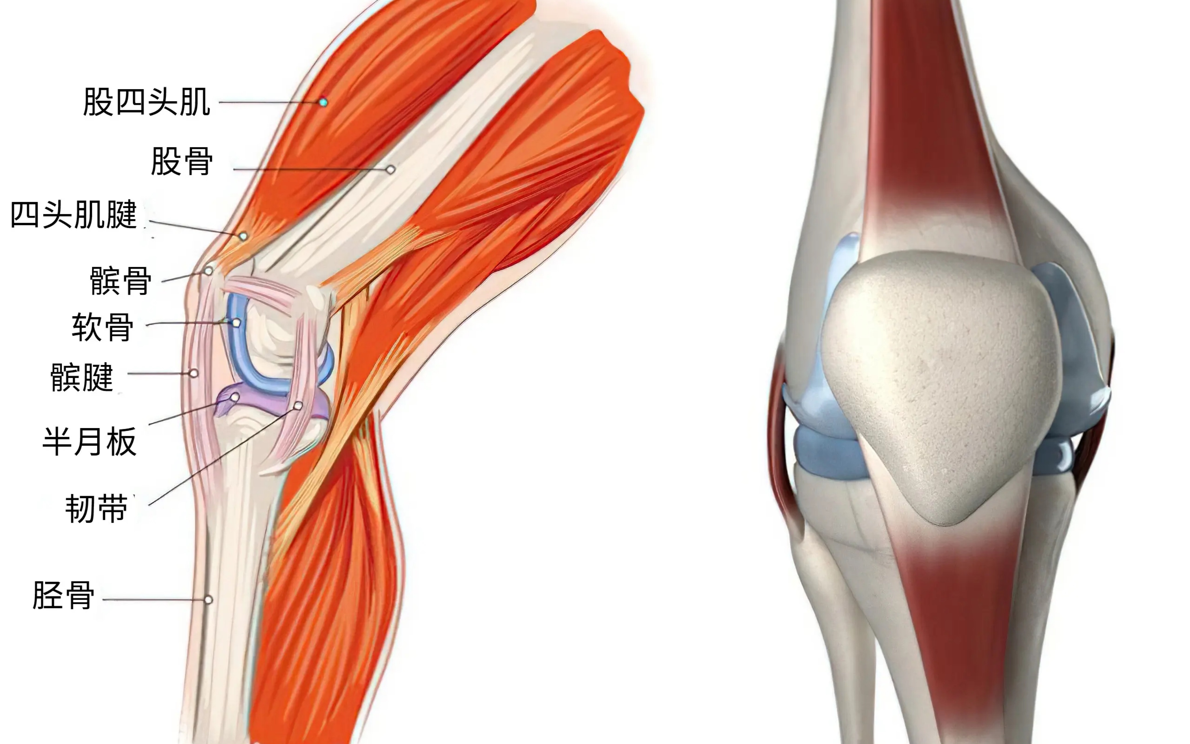 运动解剖|关节的附属运动