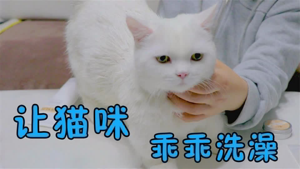 给猫咪洗澡?别开玩笑了,没点特异功能谁敢给猫咪洗澡!