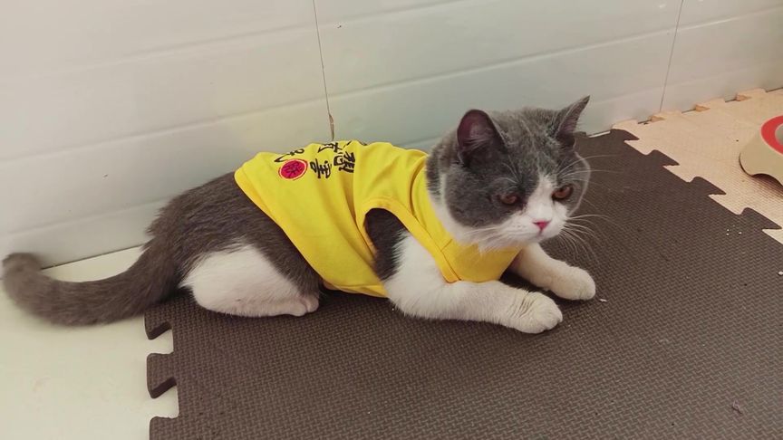 主人给猫咪穿衣服,喵星人生闷气的小动作,好可爱!