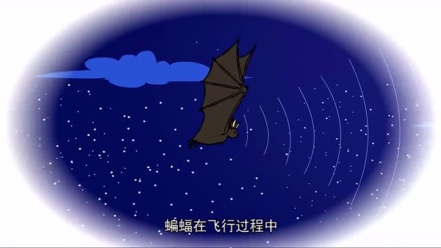 儿童科学馆:蝙蝠能在夜间飞行十分敏捷的秘密...